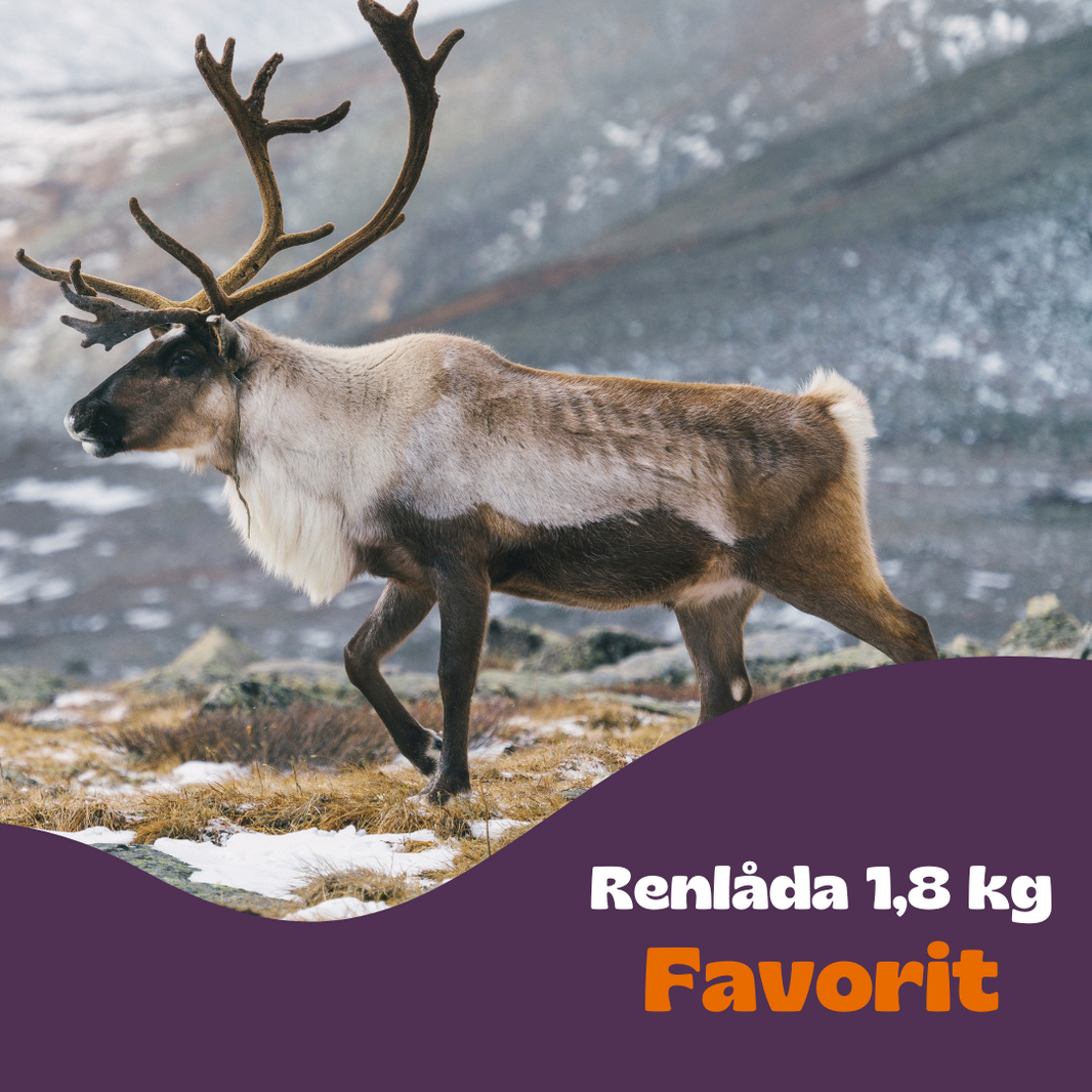 5 Fakta om Renar – Reko Ren